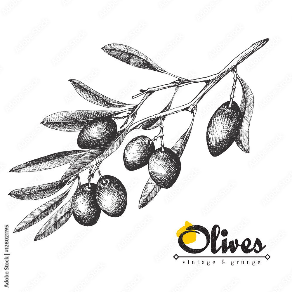 Big olive branch sketch vector illustration, olives hand drawn isolated ...