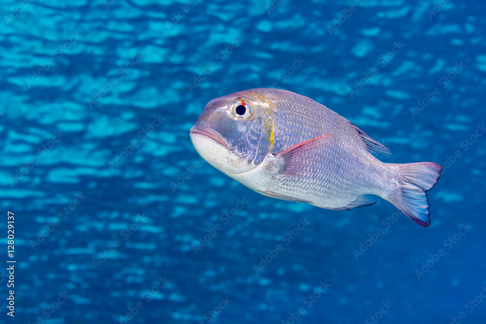 Fish under surface rippled water Stock Photo | Adobe Stock
