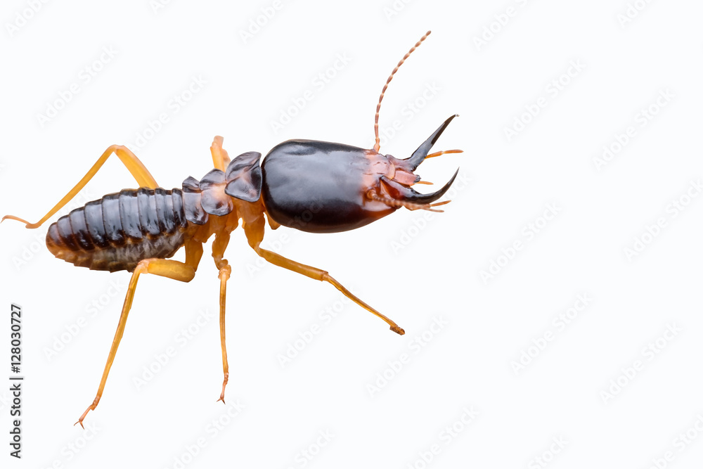 Termite isolated on white background Stock Photo | Adobe Stock