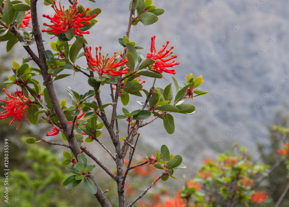 View of Grey Glacier, Torres del Paine National Park, Patagonia, Chile ...