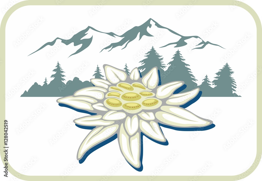 Blooming edelweiss flower. Symbol of Alp mountains. Beautiful postcard ...