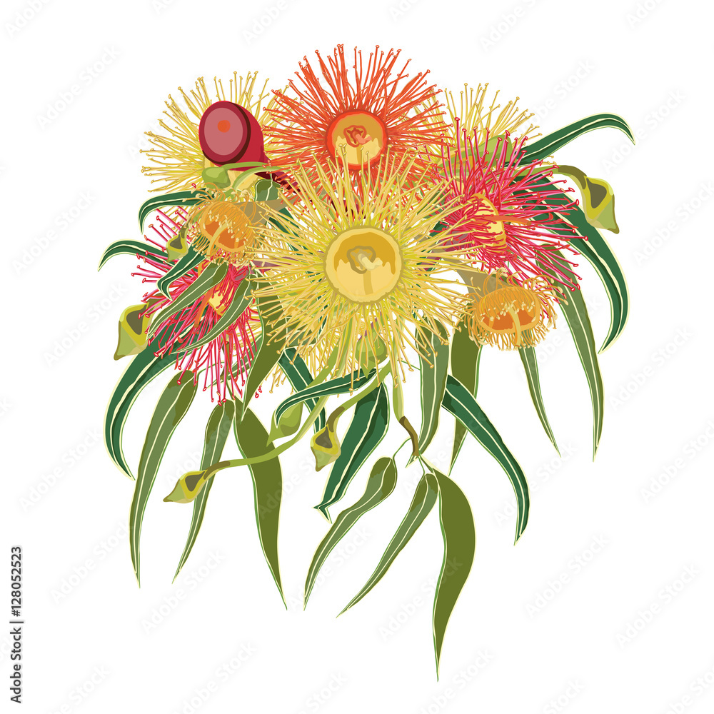Flowering Gumtree Wreath Vector Illustration vector de Stock | Adobe Stock