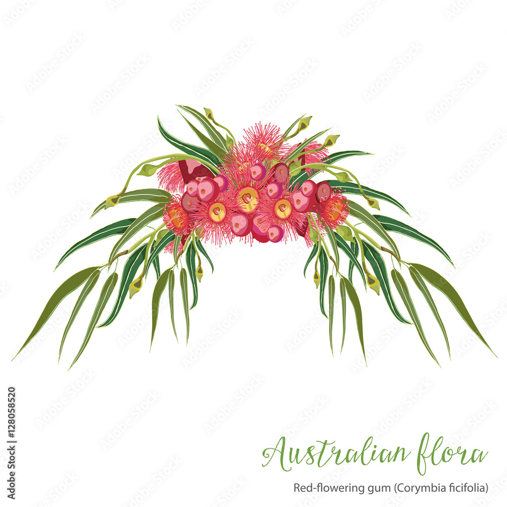 Red Flowering Gum Tree Bouquet Stock Vector | Adobe Stock