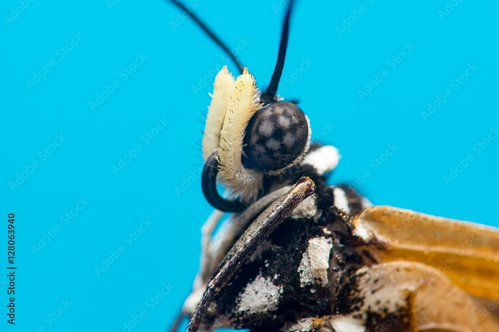 Acraea violae butterfly (Tawny Coster) extreme close up head Stock ...