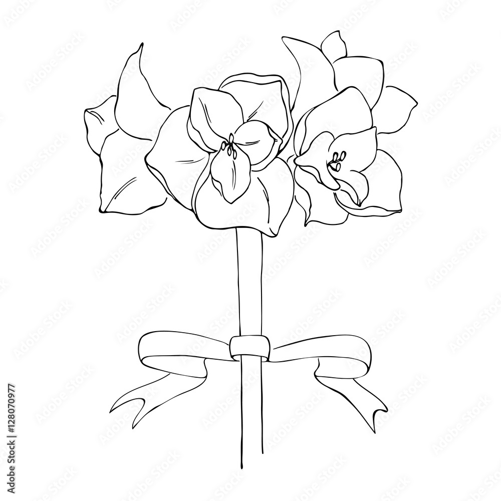 Flower Amaryllis Drawing | Best Flower Site