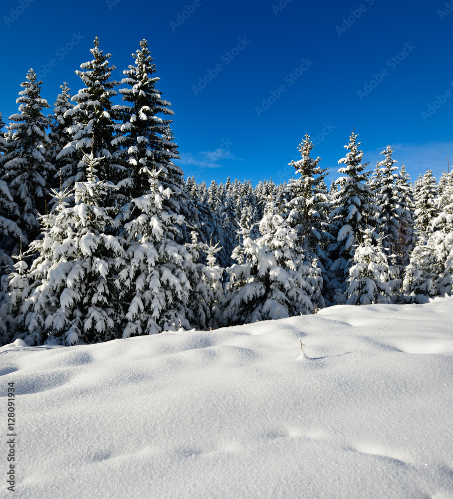 Tief verschneite unberührte Winterlandschaft, schneebedeckte Tannen ...