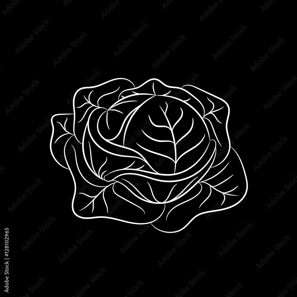 Hand drawn cabbage sketch. Vector illustration Stock Vector | Adobe Stock