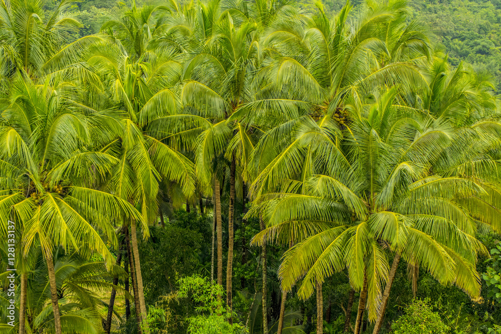 Coconut Trees, India Stock Photo | Adobe Stock