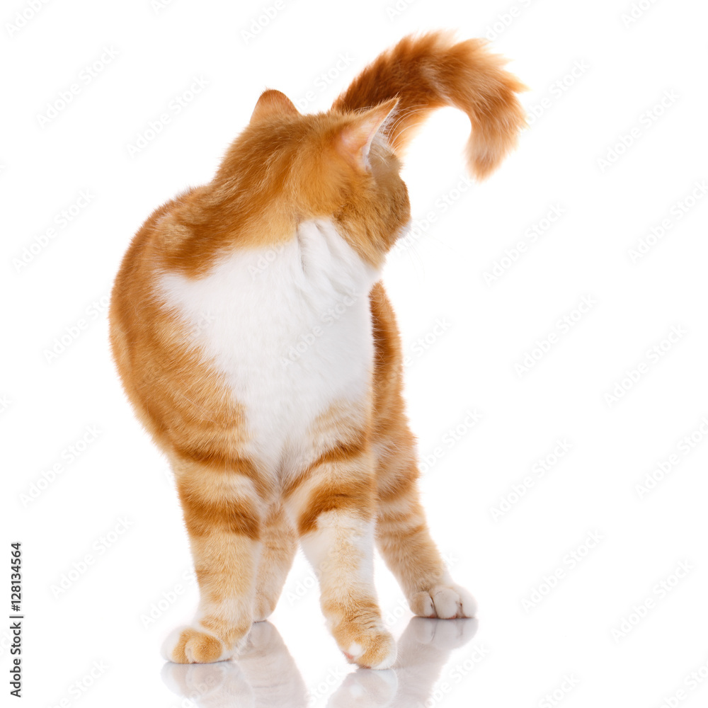 cat standing on white background turn back from his head Stock Photo ...