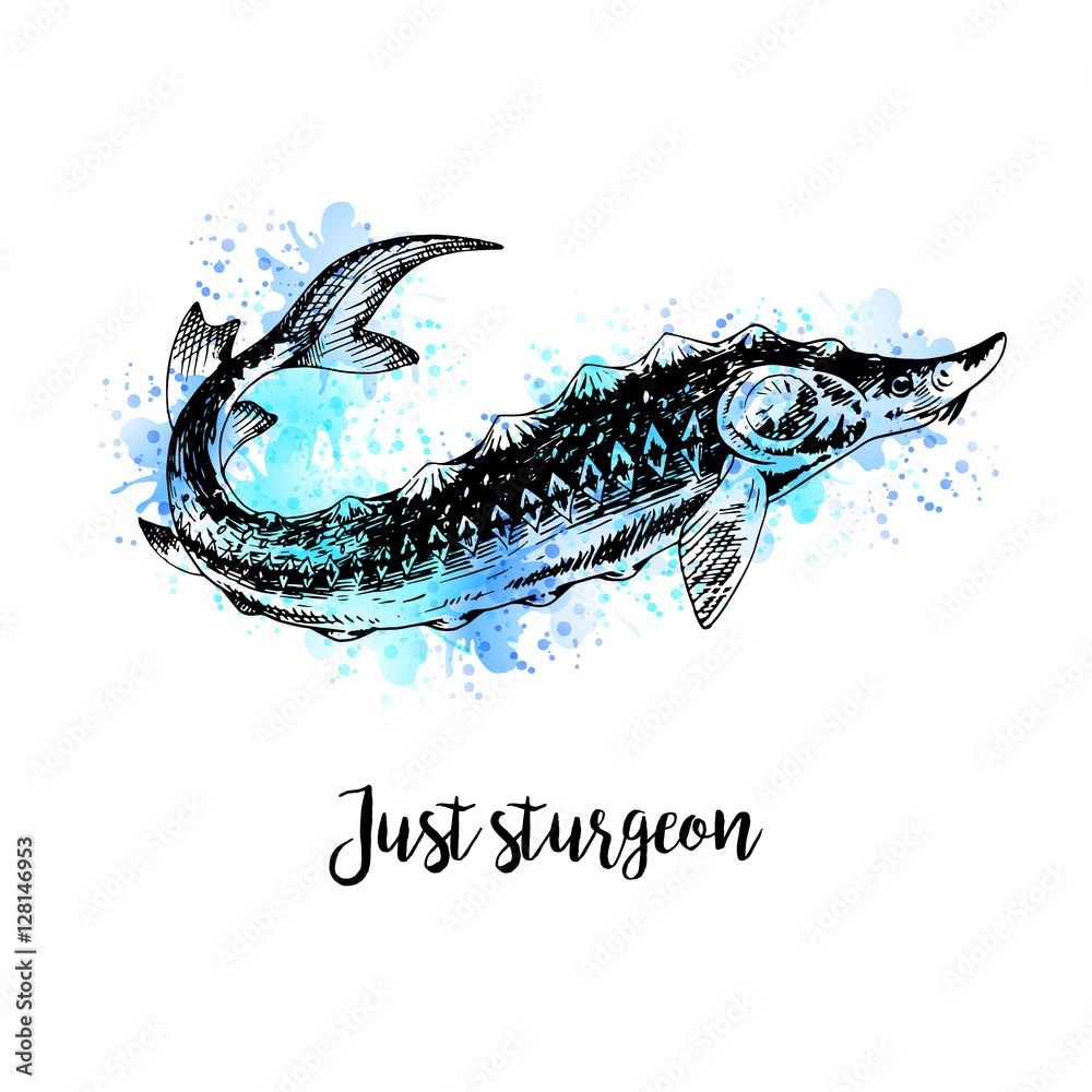 Hand drawn watercolor sturgeon. Stock Vector | Adobe Stock