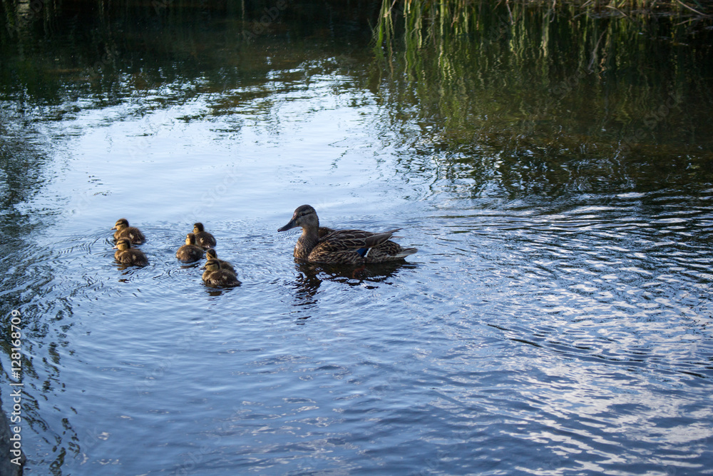 duck family Stock Photo | Adobe Stock
