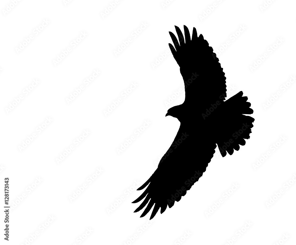 Common Buzzard takes off. Silhouette. Stock Vector | Adobe Stock