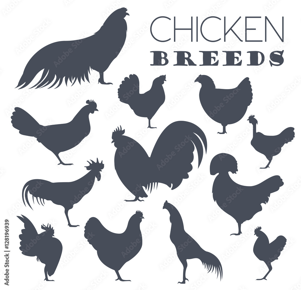 Poultry farming. Chicken breeds icon set. Flat design Stock Vector ...