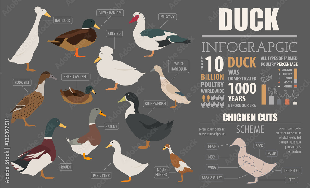 Poultry Farming Infographic Template Duck Breeding Flat Design Stock