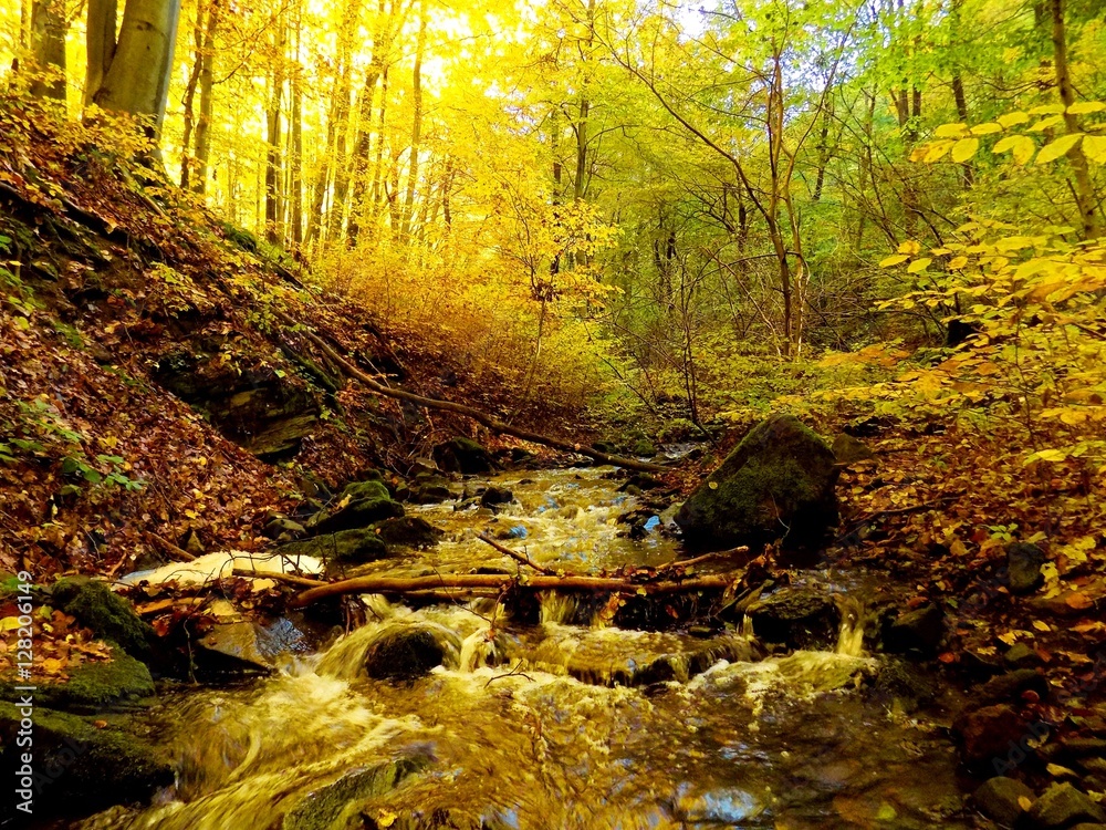 Stream in deciduous forest during autumn Stock Photo | Adobe Stock