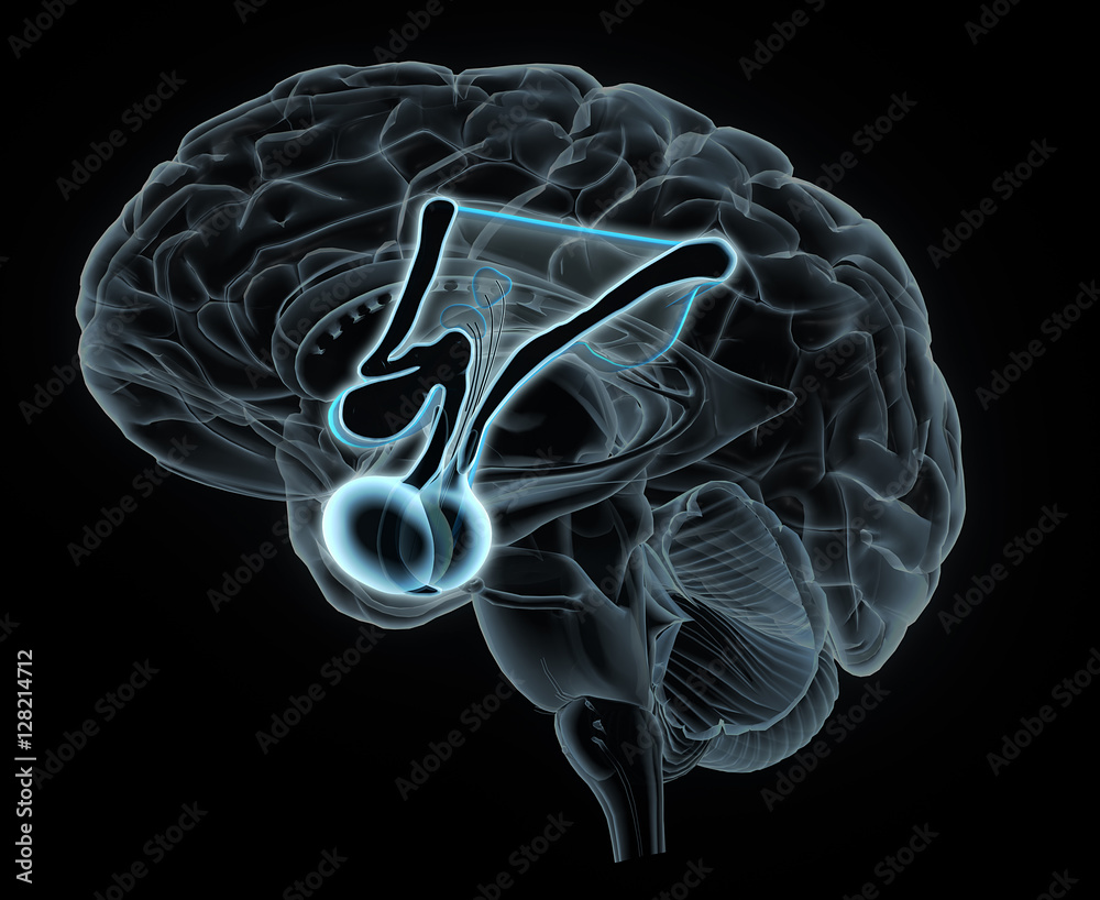 Hypothalamus in Brain Cross Section Black Stock Illustration | Adobe Stock