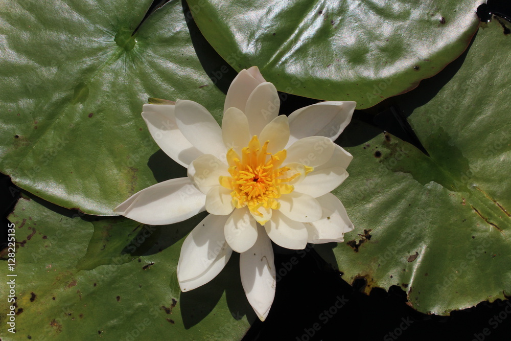 Nymphaea Odorata Rhizome
