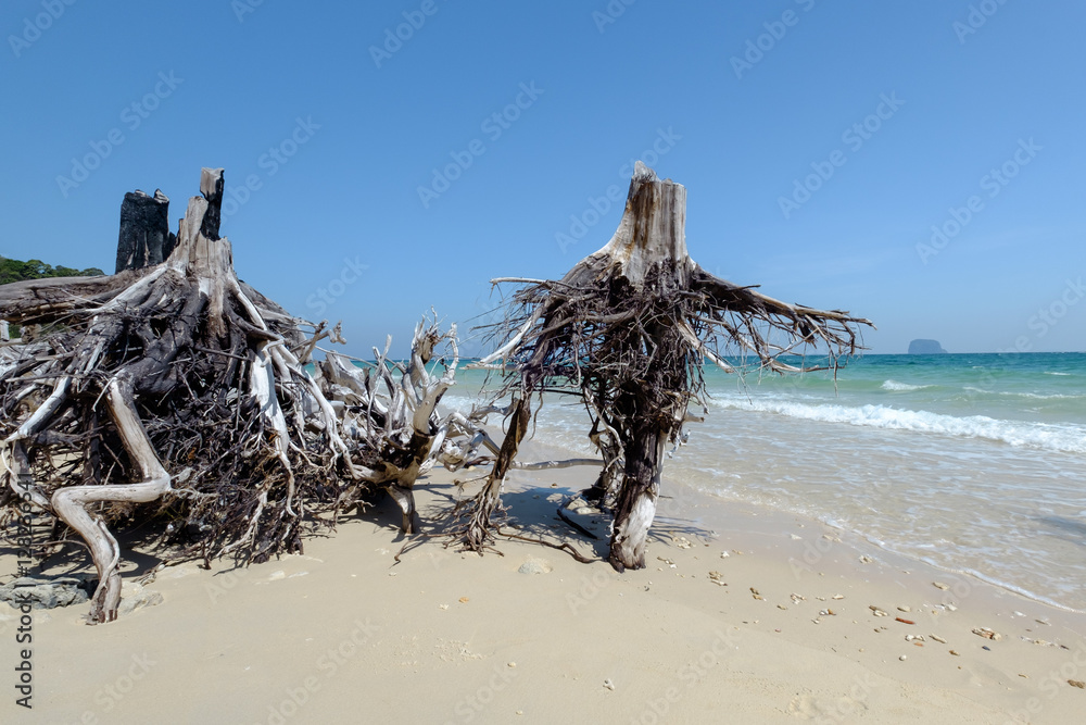 tree roots look like human at beach at Bulone le island, Satun p Stock ...