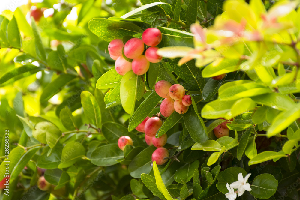 Karanda tree or Carunda or christ's thorn fruit for health and herb ...