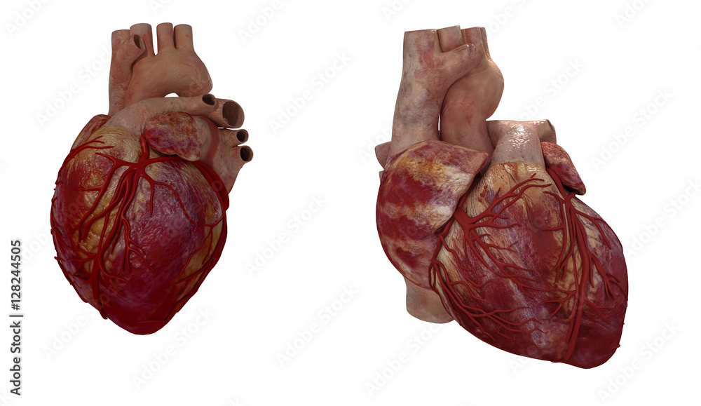 3d rendered medical illustration of a human heart Stock Illustration ...