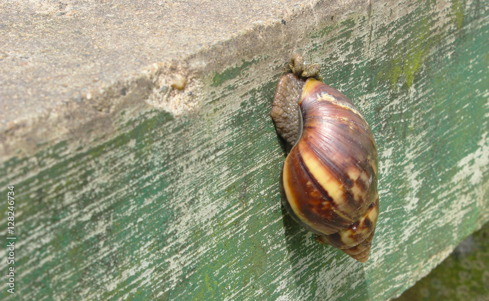 Snail on the wall Stock-Foto | Adobe Stock