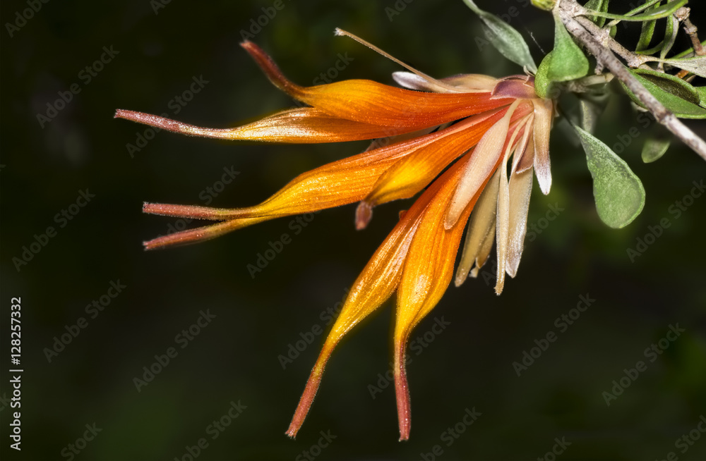 Australian Native flowering bush Stock-Foto | Adobe Stock