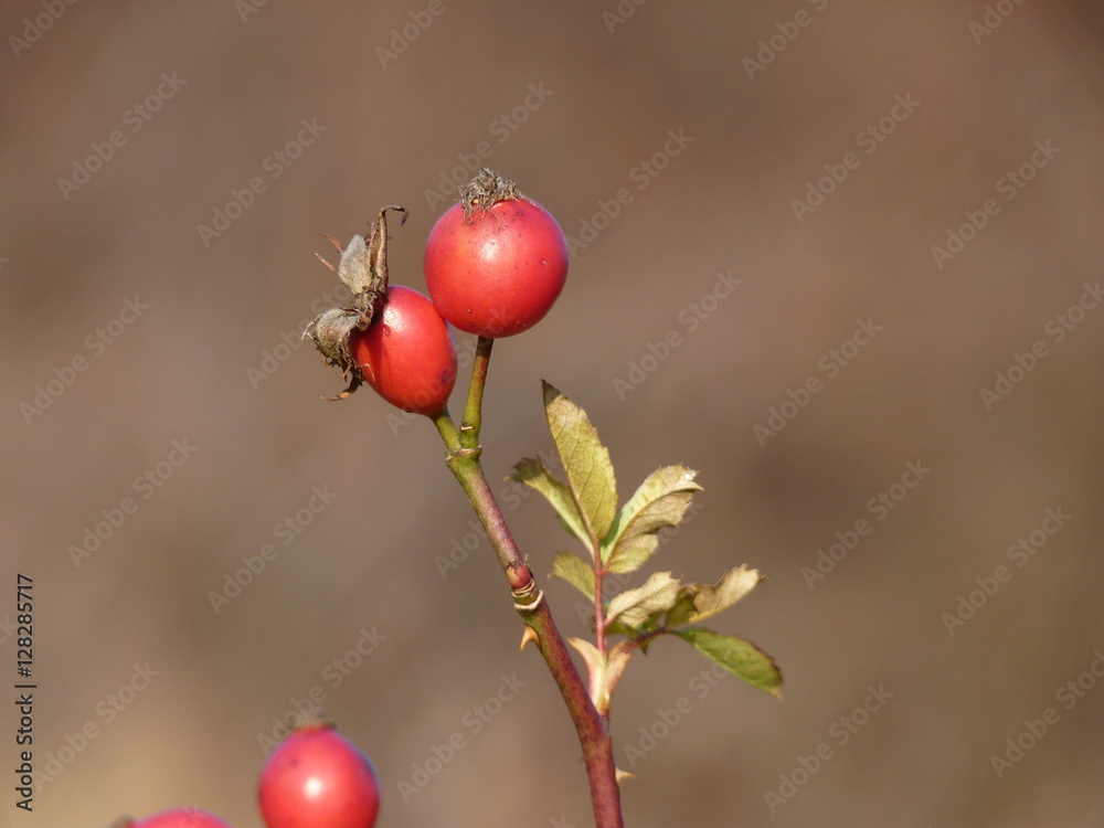 Red rosehips in nature. Rose hip (Rosa canina) plant Stock Photo ...