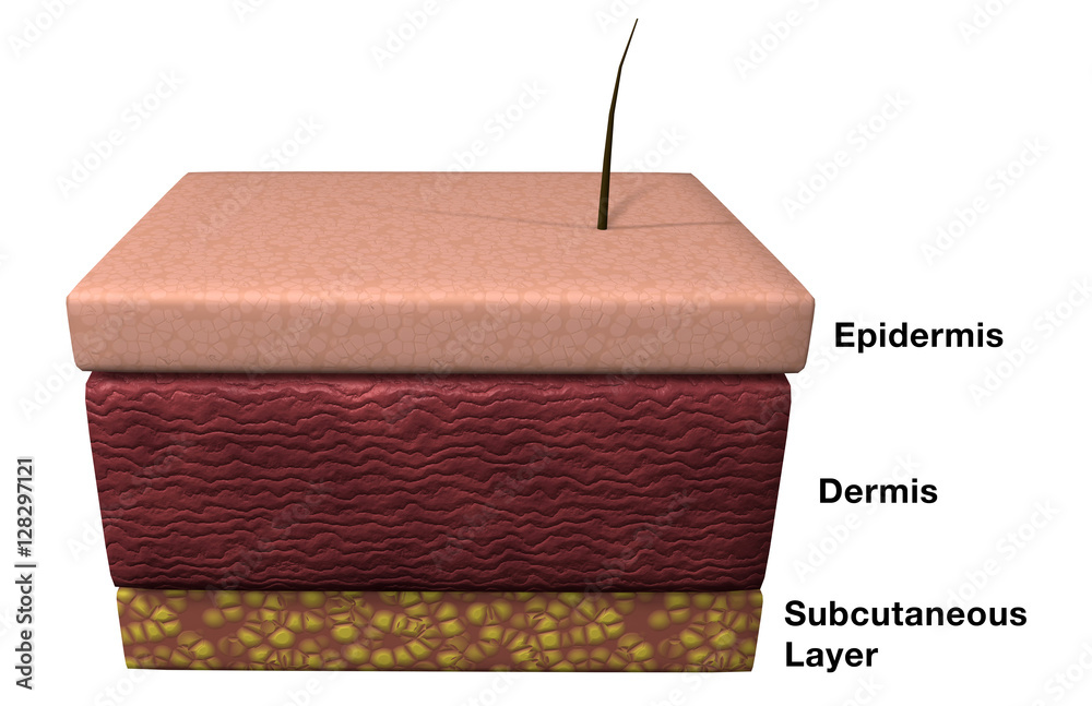 Skin Layers Labeled Stock Illustration | Adobe Stock