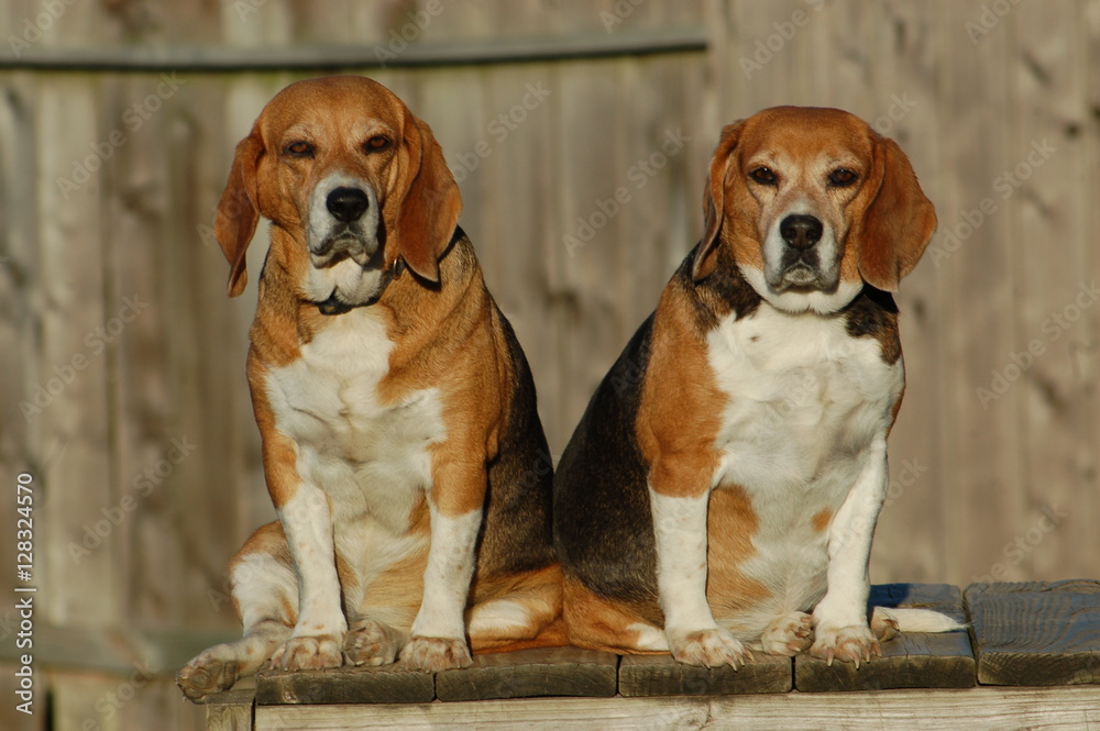 Are Beagles Better In Pairs
