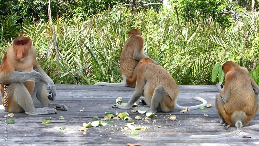 Proboscis family group eating on the feeding platform in Labuk Bay ...
