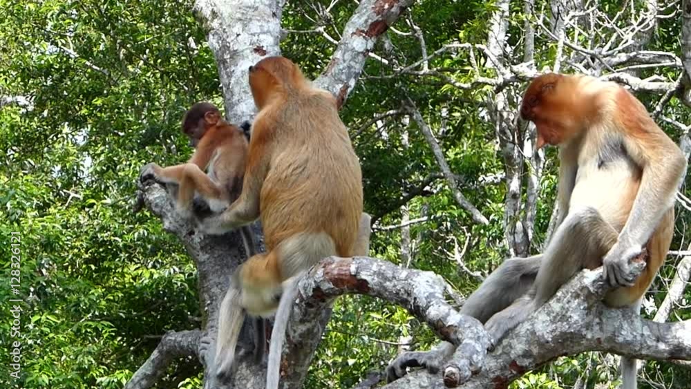 Vidéo Stock Proboscis monkeys (Nasalis larvatus) sitting on a tree in ...