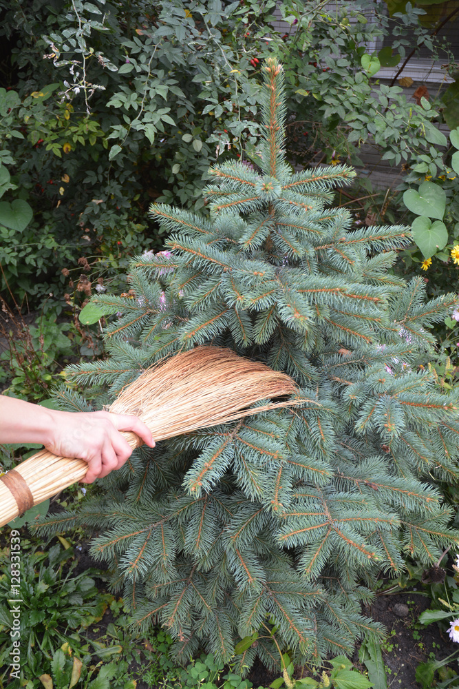 Get rid of spider mites in blue spruce trees with broom. Spiders Web ...