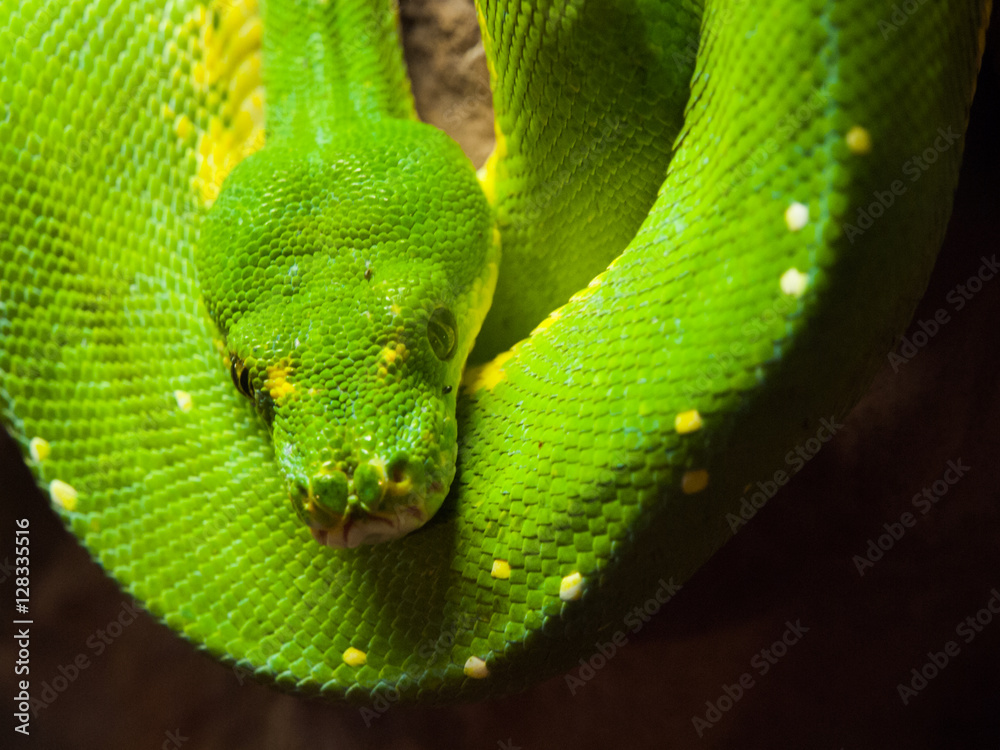 Green tree python, Morelia viridis. rain forest snake hanging on the ...