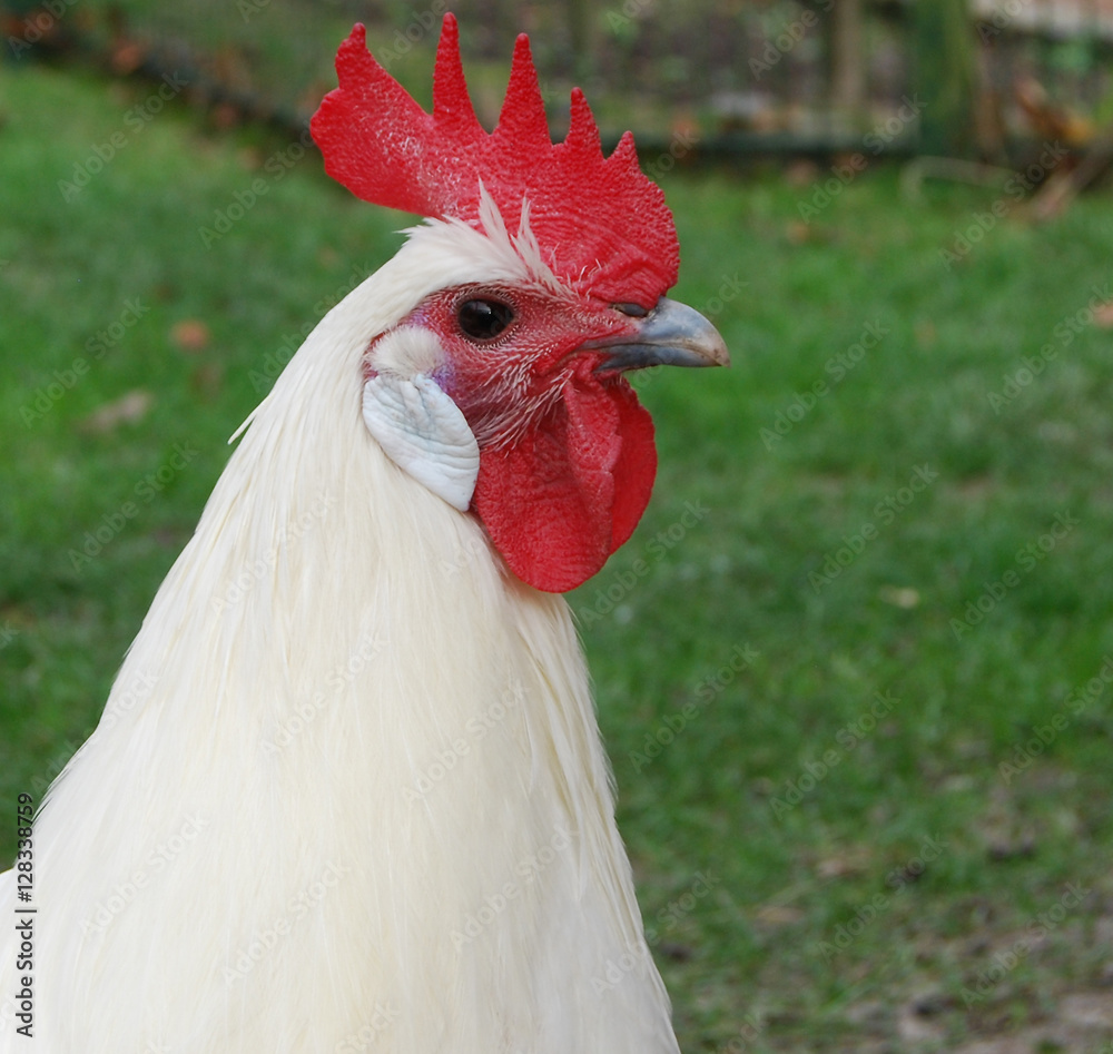 Tierporträt: Hahn im Seitenprofil Photos | Adobe Stock