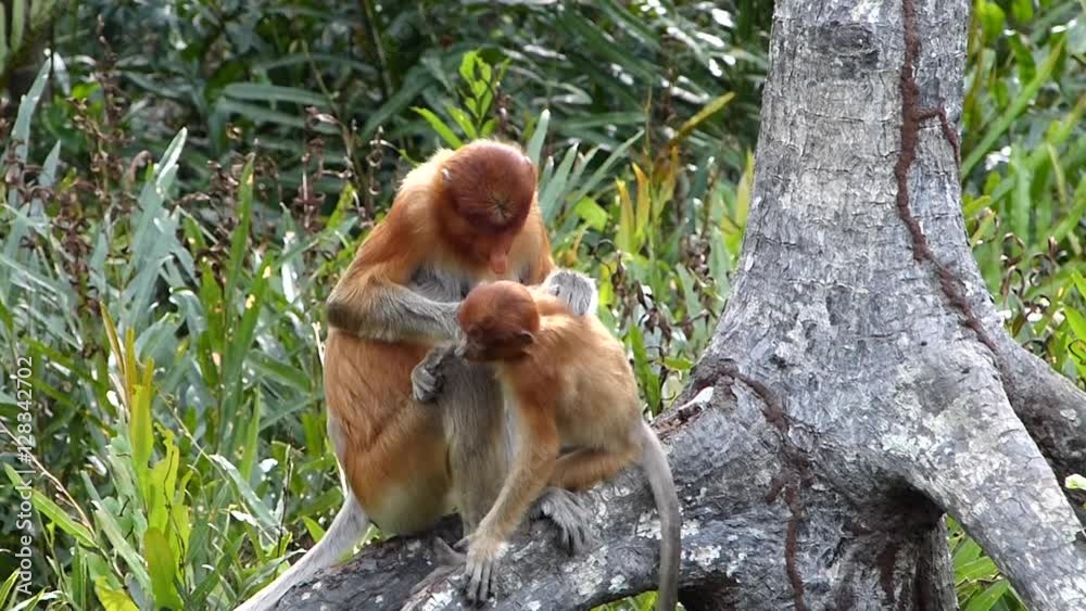 Female Proboscis monkey (Nasalis larvatus) with a baby sitting on a ...