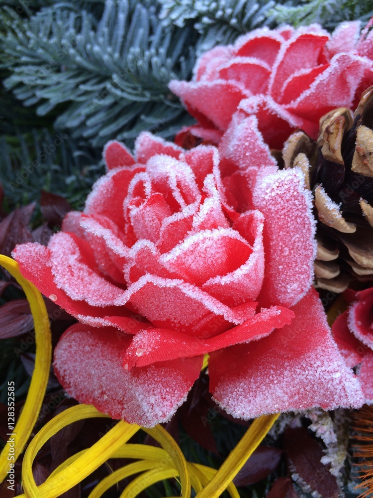 Rose im Frost Stock Photo | Adobe Stock