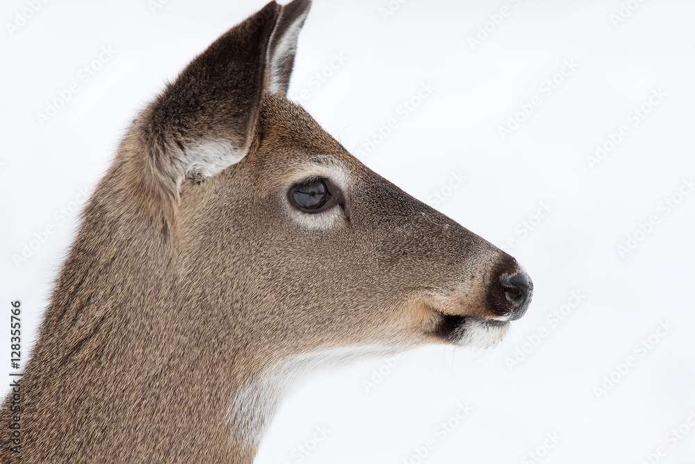 White-tailed deer profile isolated on a white background profile in ...