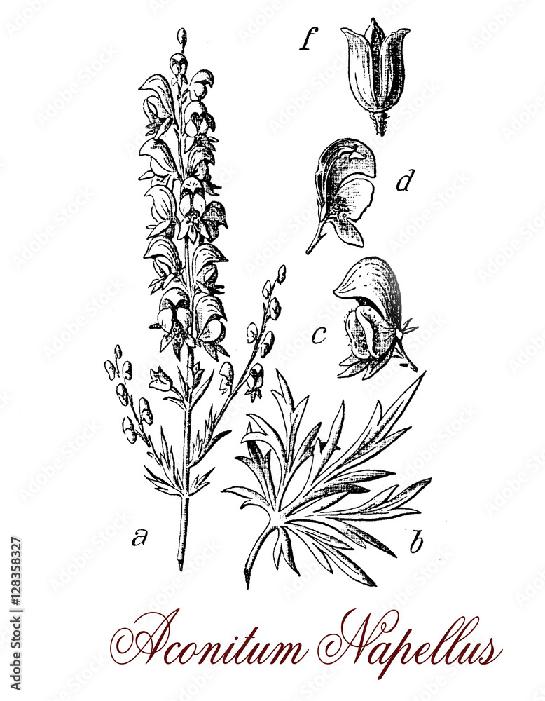 Aconitum Napellus