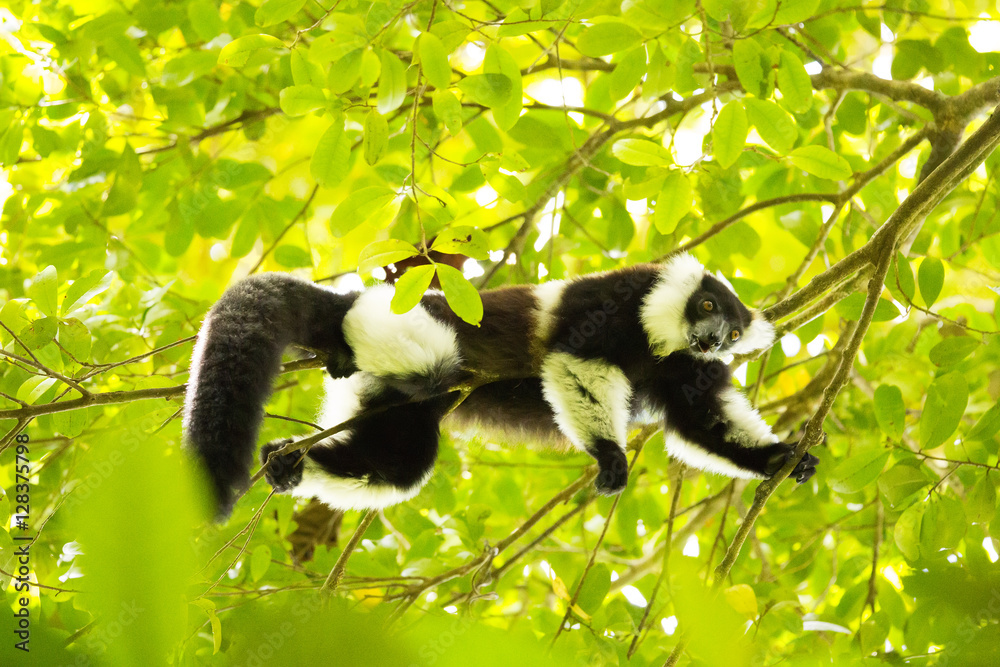 very rare White-belted Ruffed lemur - Gürtelvari, Varecia variegata ...