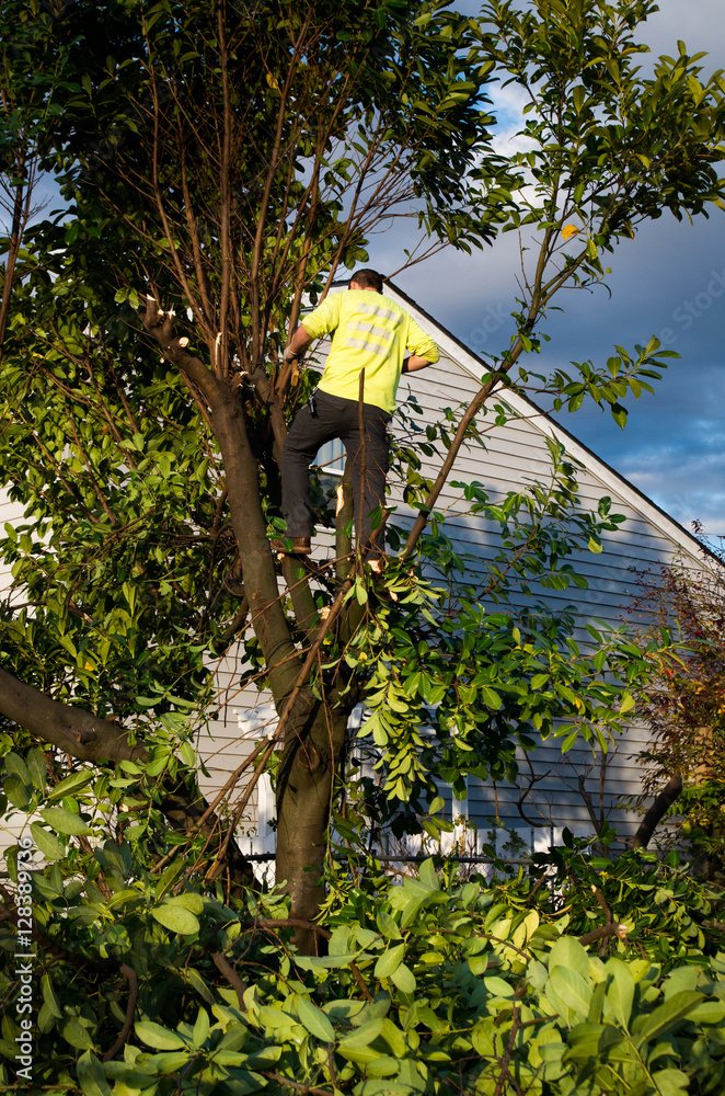 Man Pruning Overgrown Tree Stock Photo | Adobe Stock