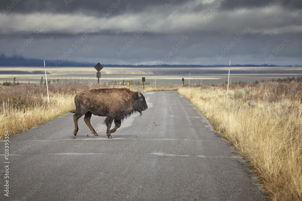 Young American bison (Bison bison) running across road in Grand Teton ...