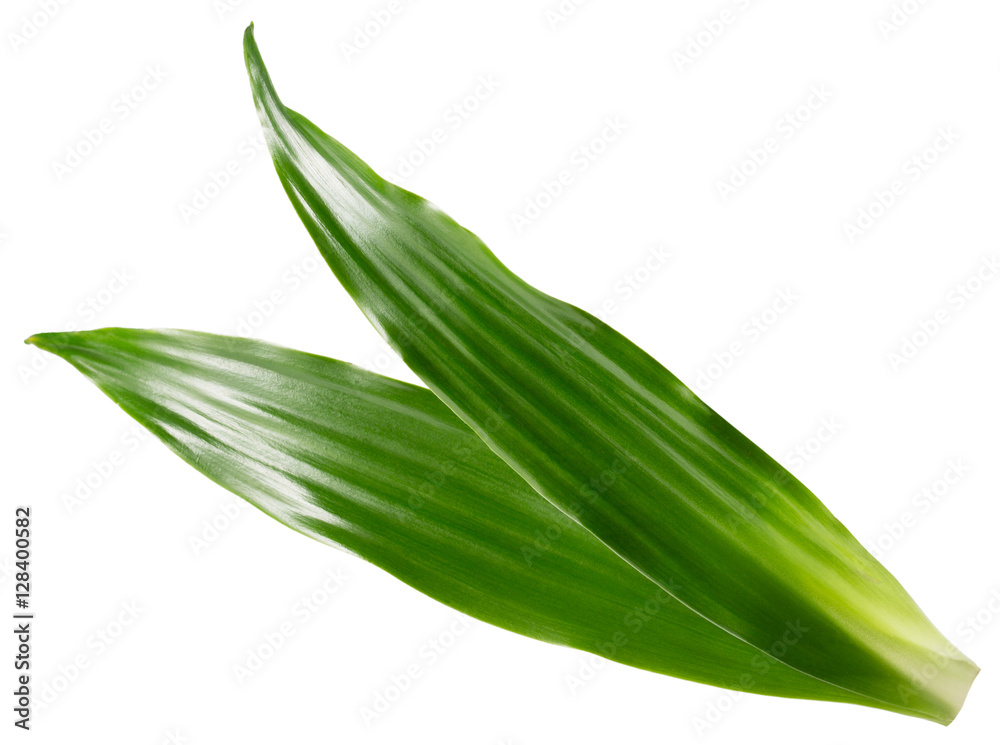 long green leaves isolated on the white background Stock Photo | Adobe ...