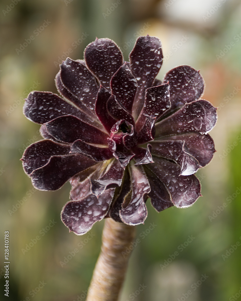 'Aeonium Arboretum' 'Atropurpureum' Botanical Gardens of Balchik ...