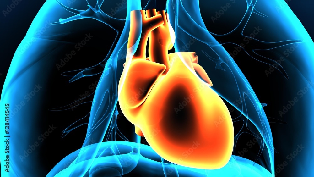 3d illustration human body heart Stock Photo | Adobe Stock