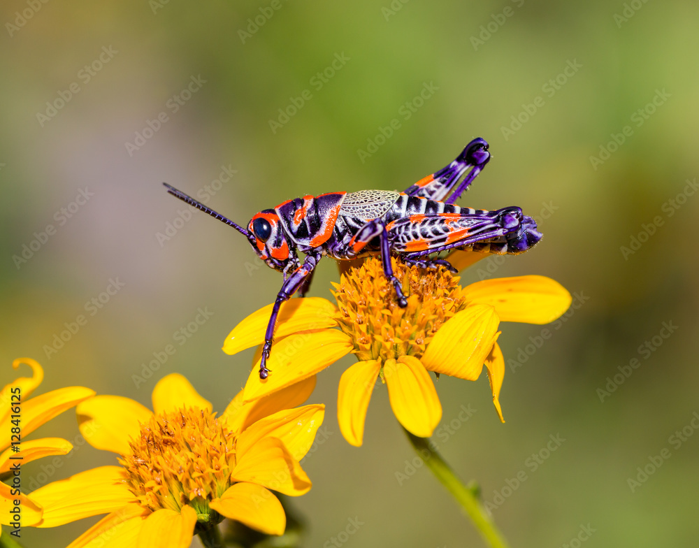 he bicolor grasshopper, also known as the rainbow grasshopper, painted ...