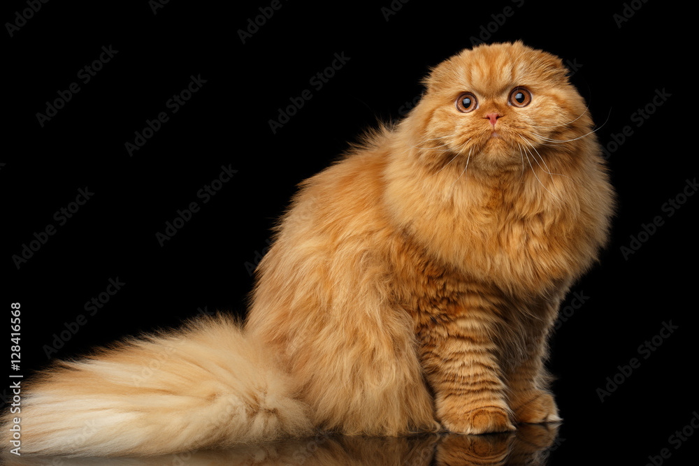 Orange Scottish Fold Munchkin