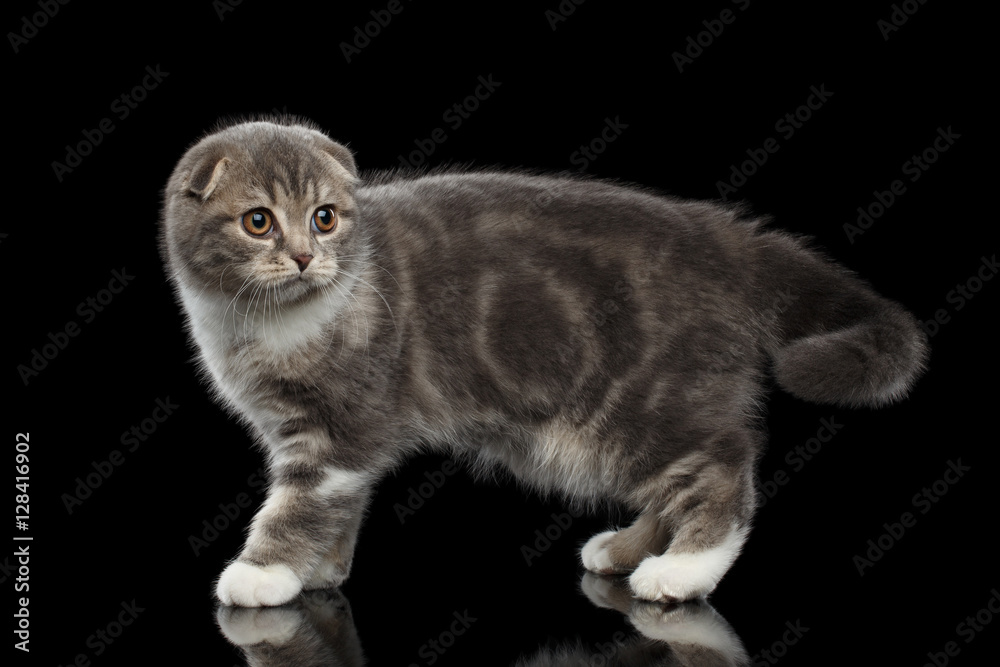 cute little kitty scottish fold breed with tabby on body standing on ...