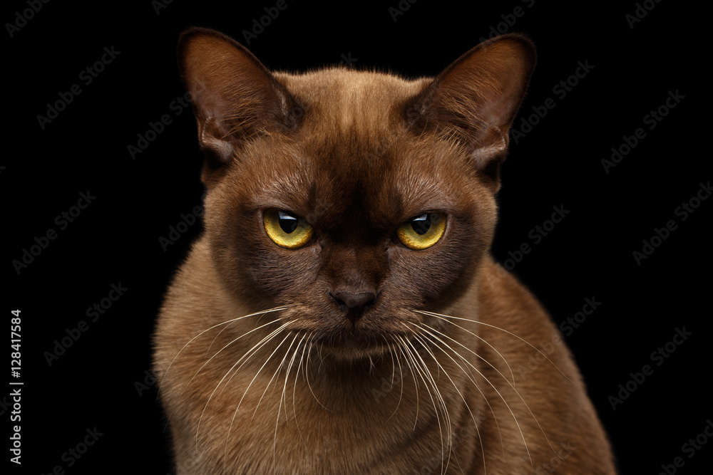 Close-up portrait of Grumpy Brown Burmese Cat with Chocolate fur color ...