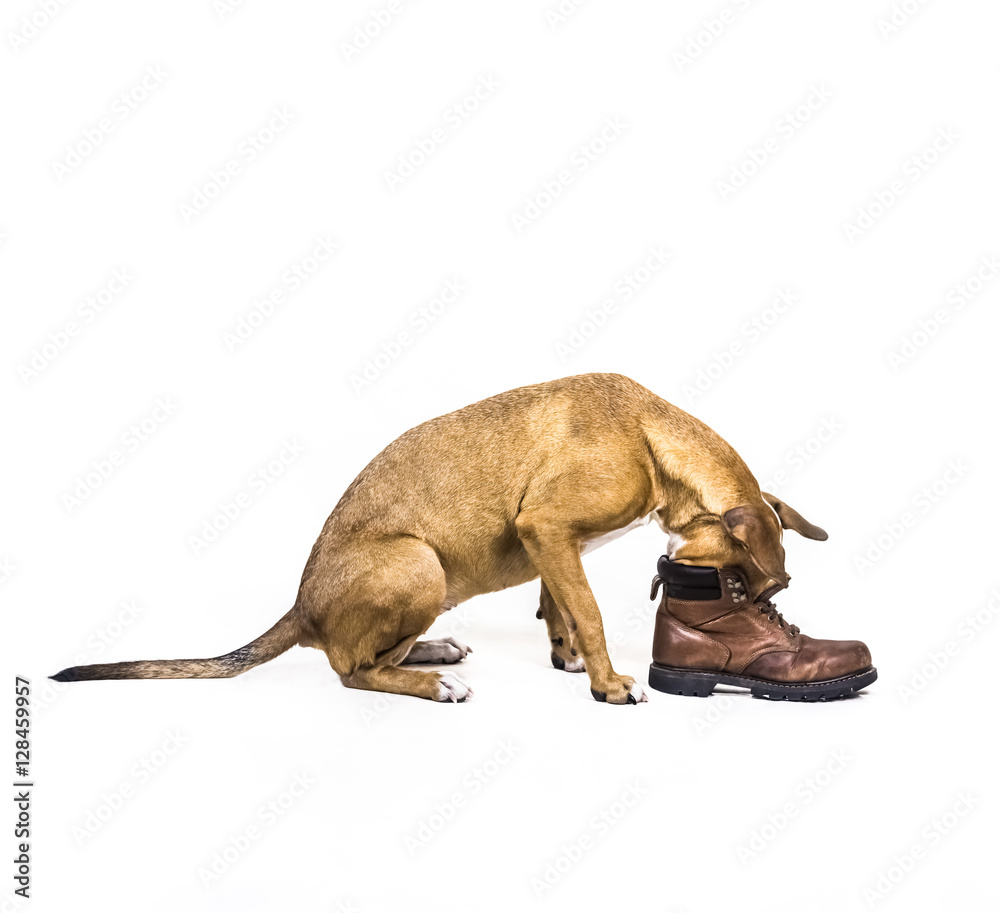 Puppy playing with shoe. Dog puts head into boot, sitting on white ...