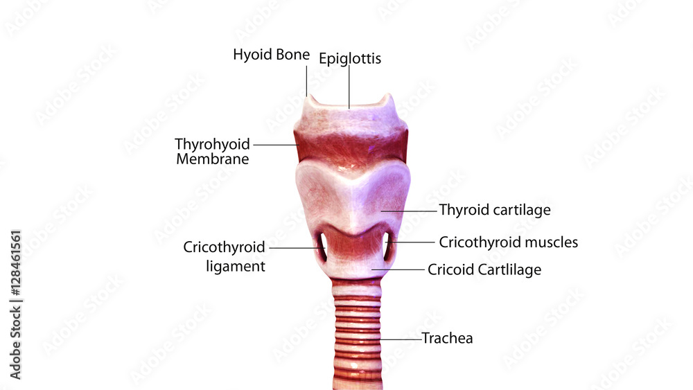 Thyroid Cartilage Model